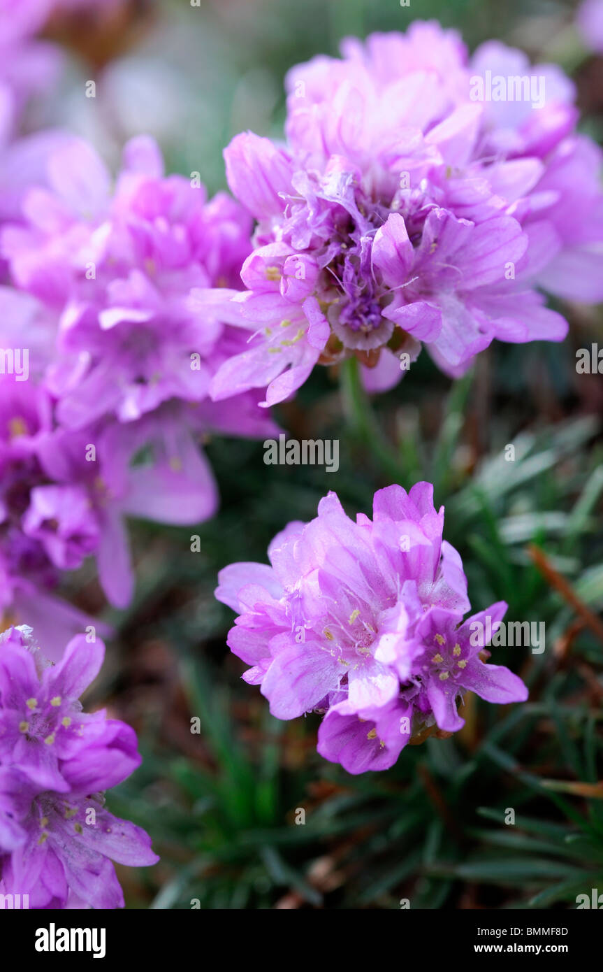 Coastal bloom hi-res stock photography and images - Alamy