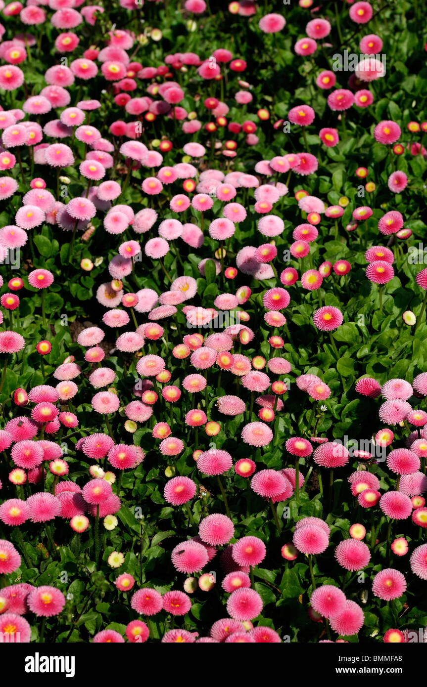 Rose agm hi-res stock photography and images - Alamy