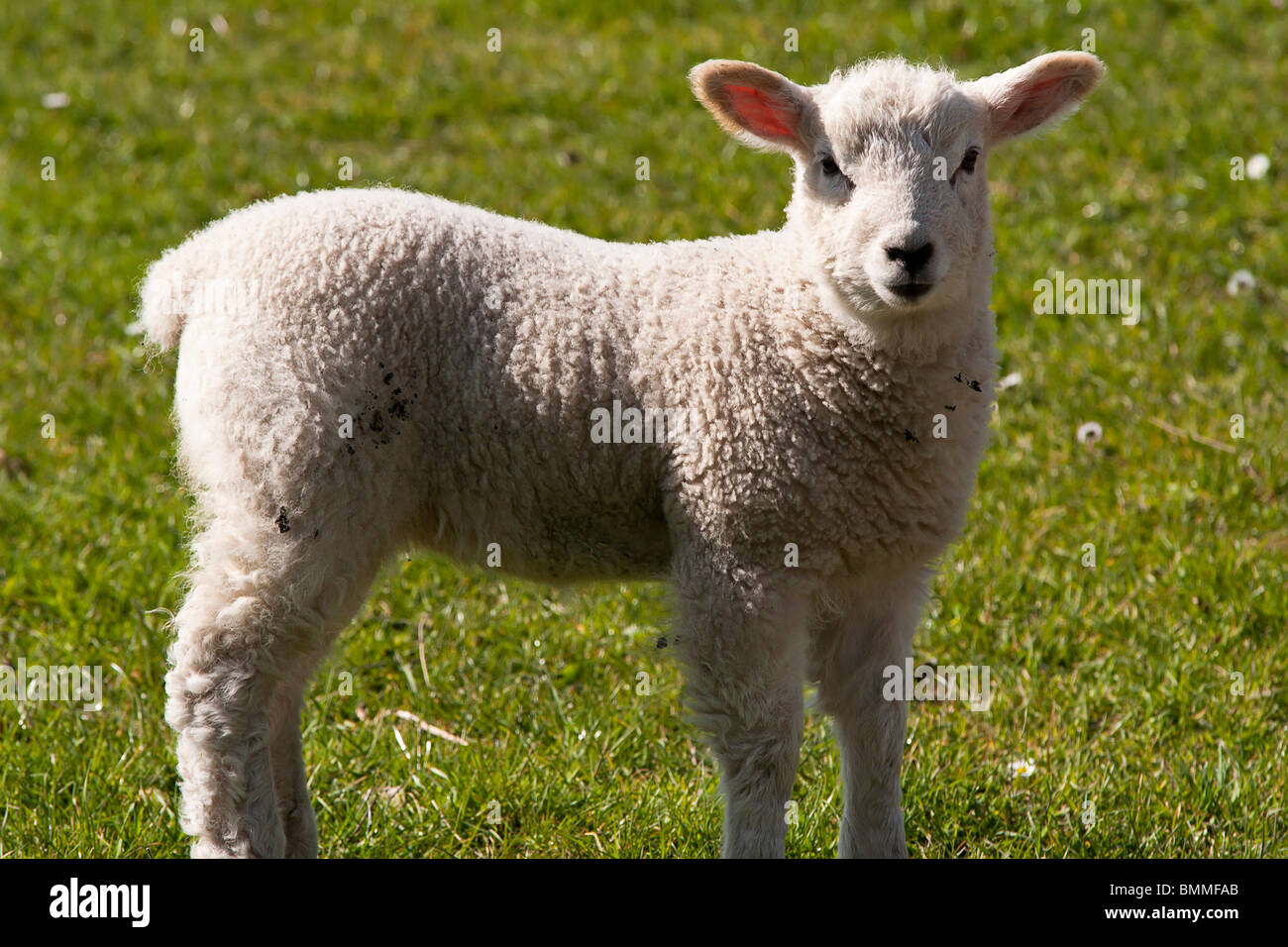 A lamb in spring with a grass background on a sunny day Stock Photo - Alamy