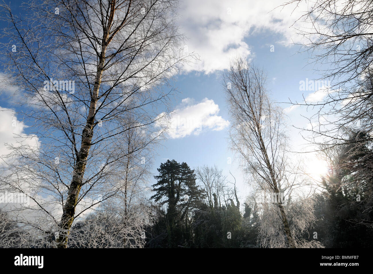 Phoenix Park Dublin Ireland tree snow snowfall cover covered winter ...