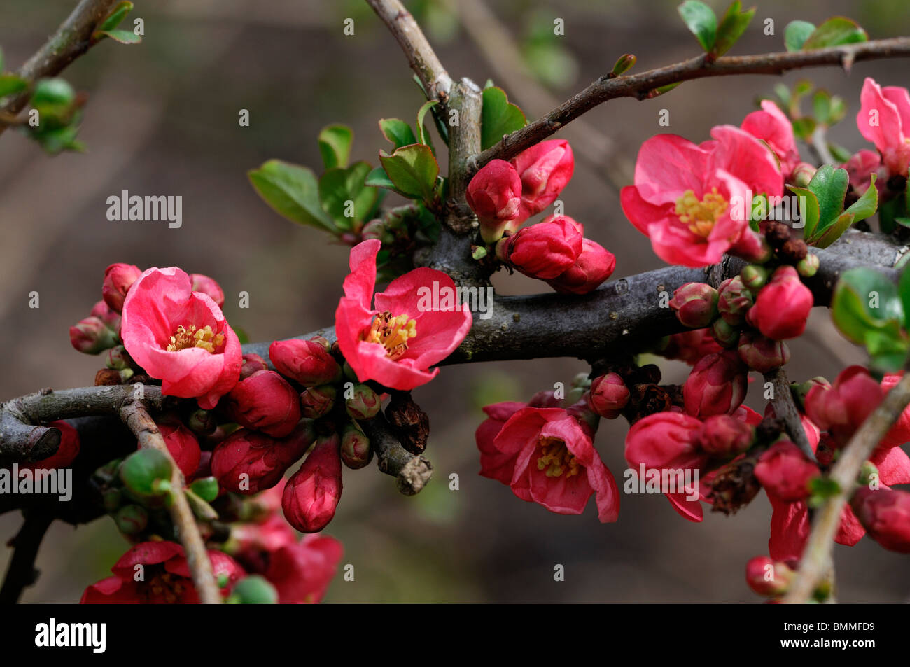 Chaenomeles speciosa cardinalis hi-res stock photography and images - Alamy