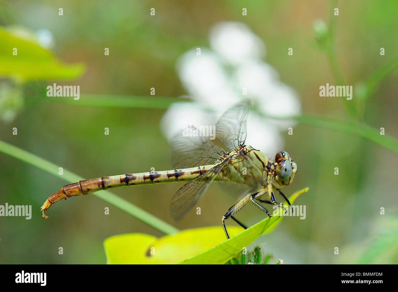 Clubtail hi-res stock photography and images - Alamy