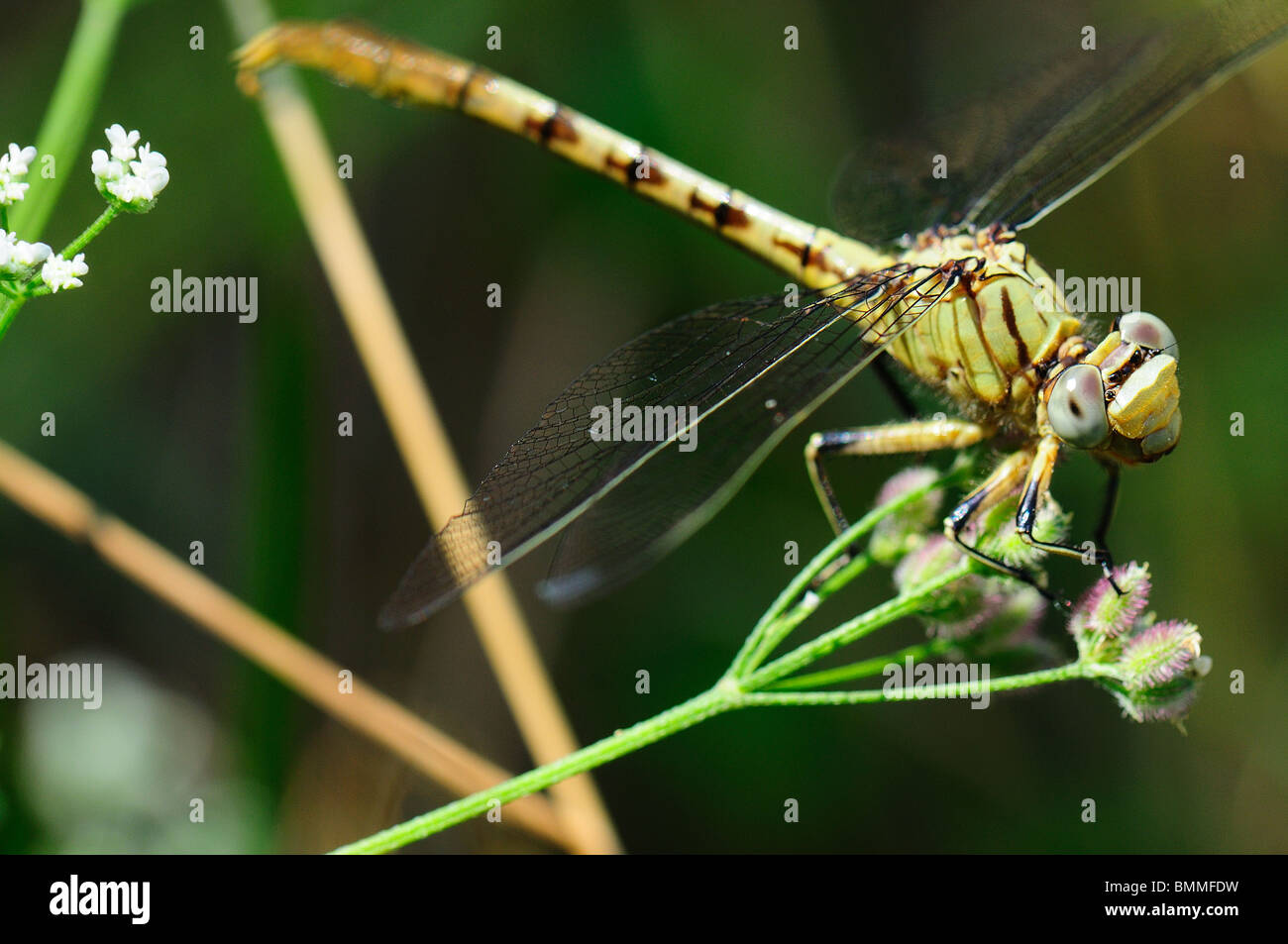 Clubtail hi-res stock photography and images - Alamy