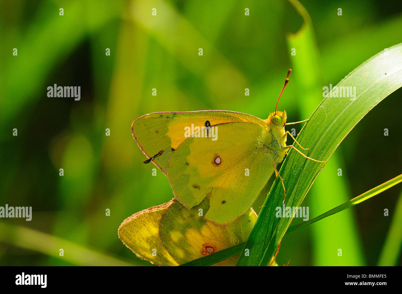 Papilionoidea Stock Photos & Papilionoidea Stock Images - Alamy