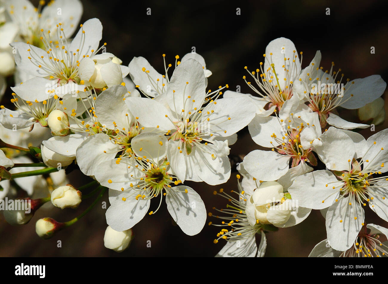 Mexican plum flower hi-res stock photography and images - Alamy