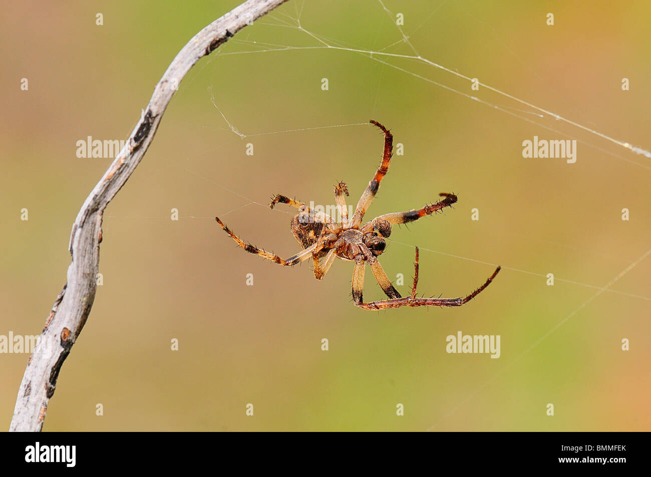 Male spider hi-res stock photography and images - Alamy