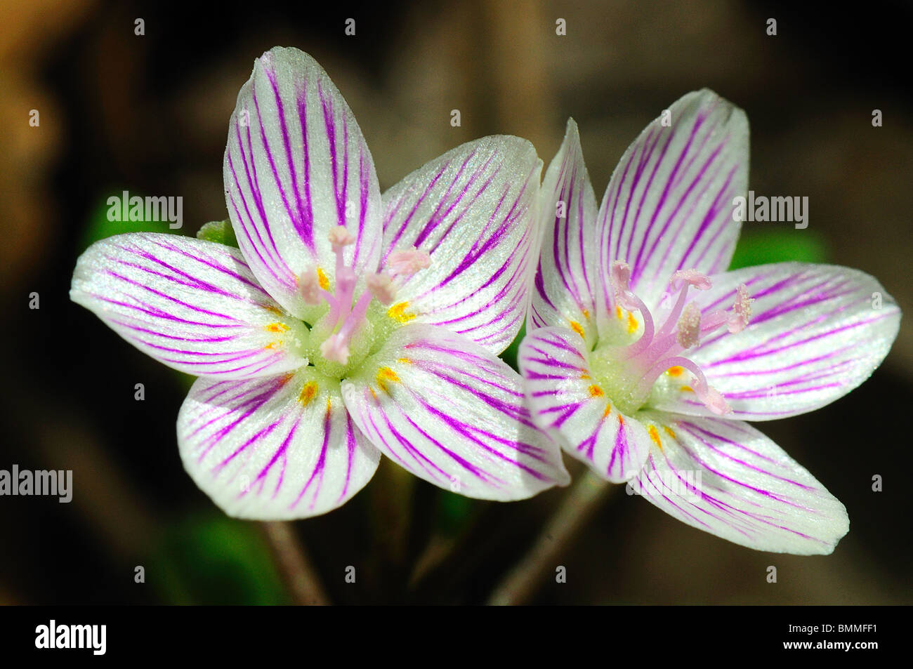 Spring beauty wildflower claytonia virginica hi-res stock photography ...