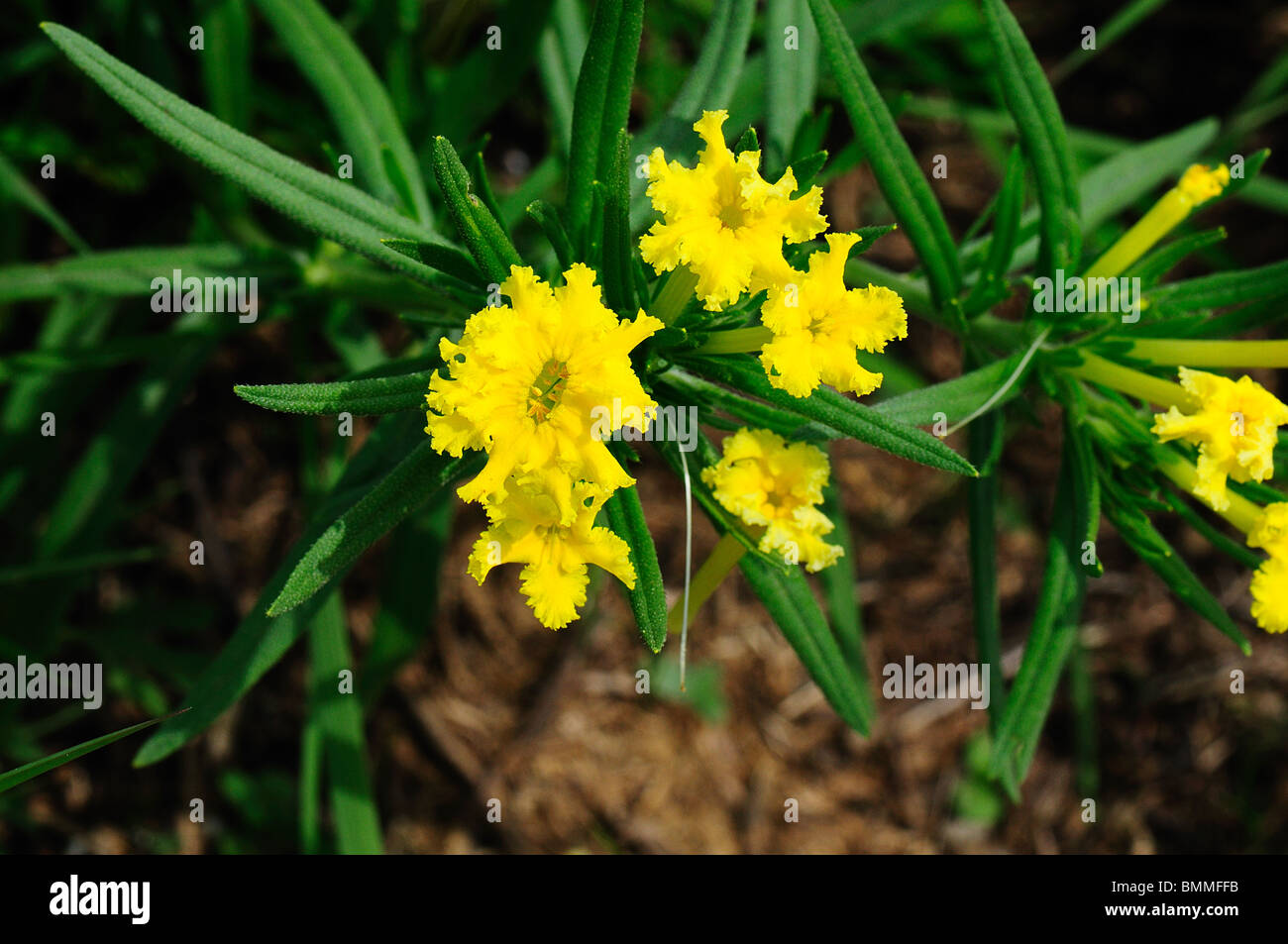 Puccoon hi-res stock photography and images - Alamy