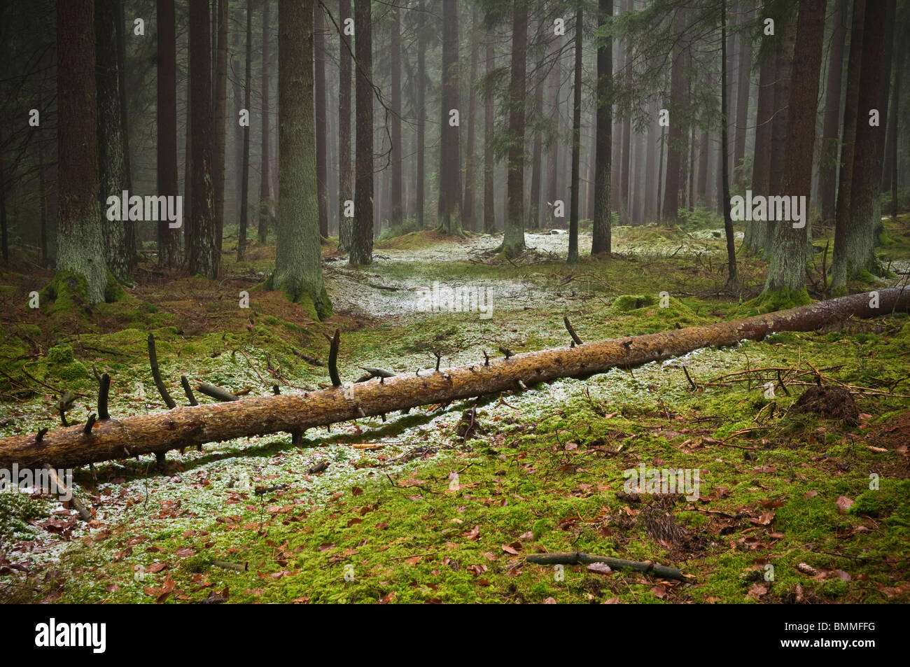 Fallen tree across forest path, Franconia, Bavaria, Germany Stock Photo ...