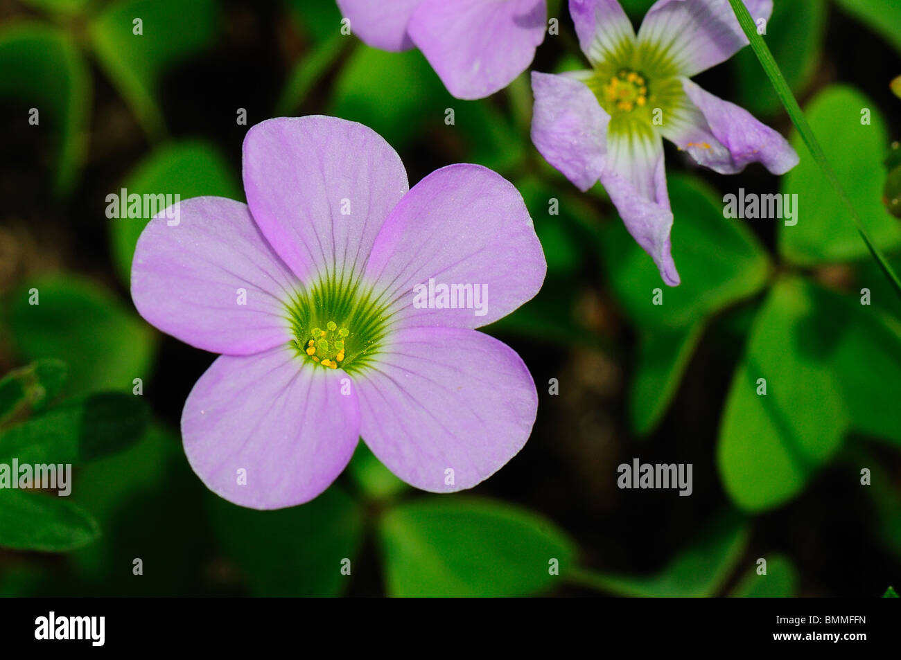 Sorrel flower hi-res stock photography and images - Alamy