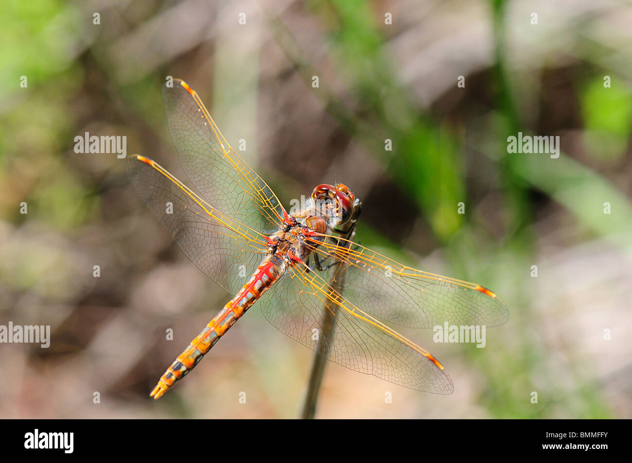 Variegated meadowhawk dragonfly hi-res stock photography and images - Alamy