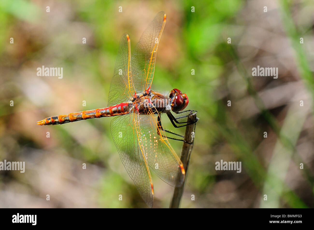Variegated meadowhawk dragonfly hi-res stock photography and images - Alamy