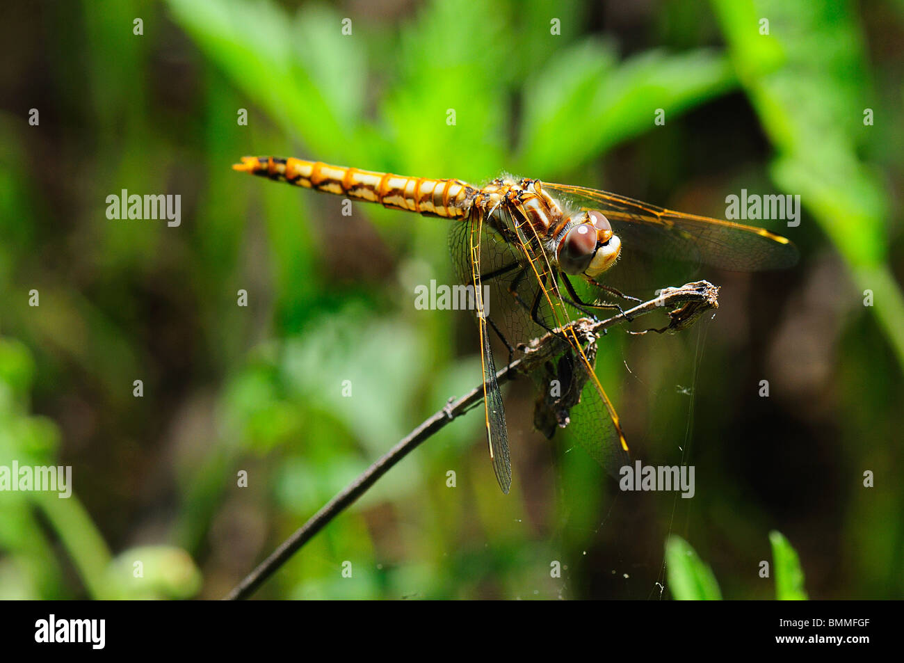 Variegated meadowhawk dragonfly hi-res stock photography and images - Alamy