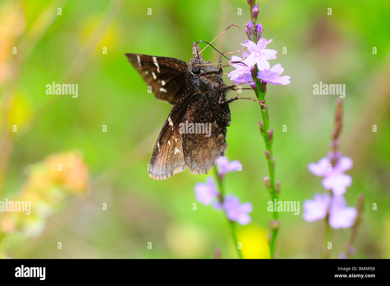 Hoary willow or rosemary hi-res stock photography and images - Alamy