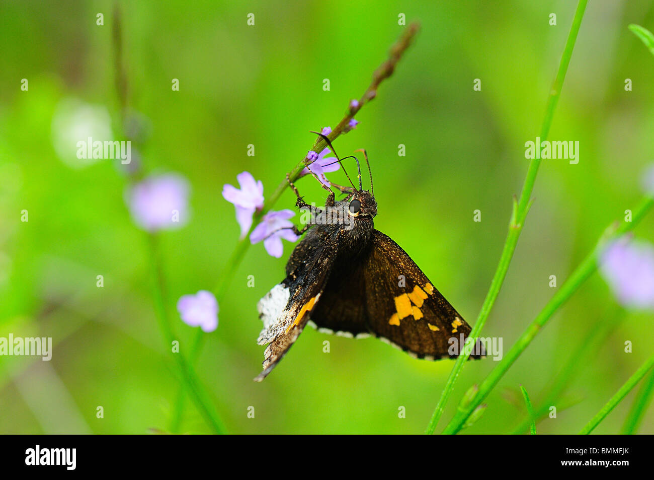 Hoary willow or rosemary hi-res stock photography and images - Alamy