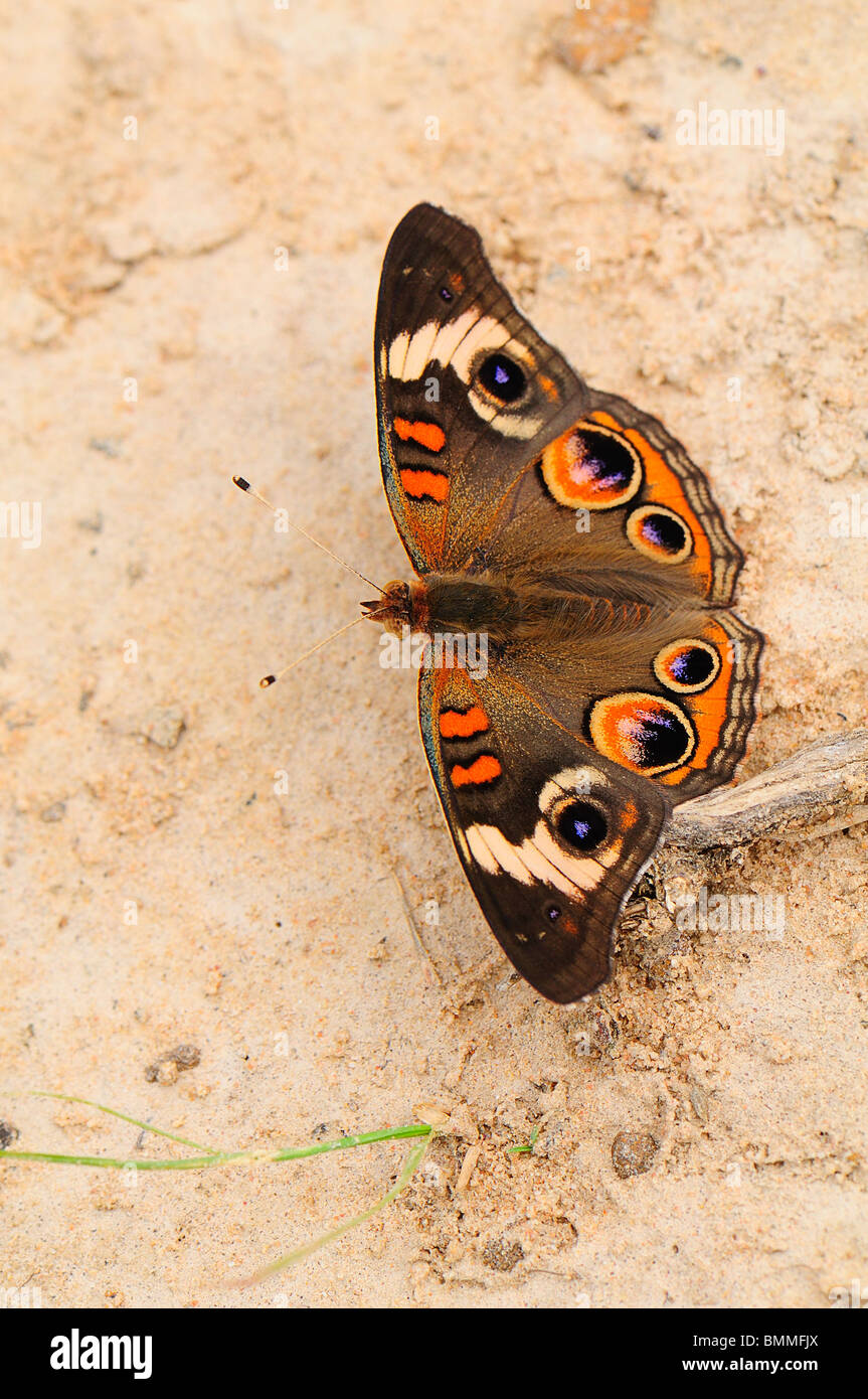 Eyespot mimicry hi-res stock photography and images - Alamy