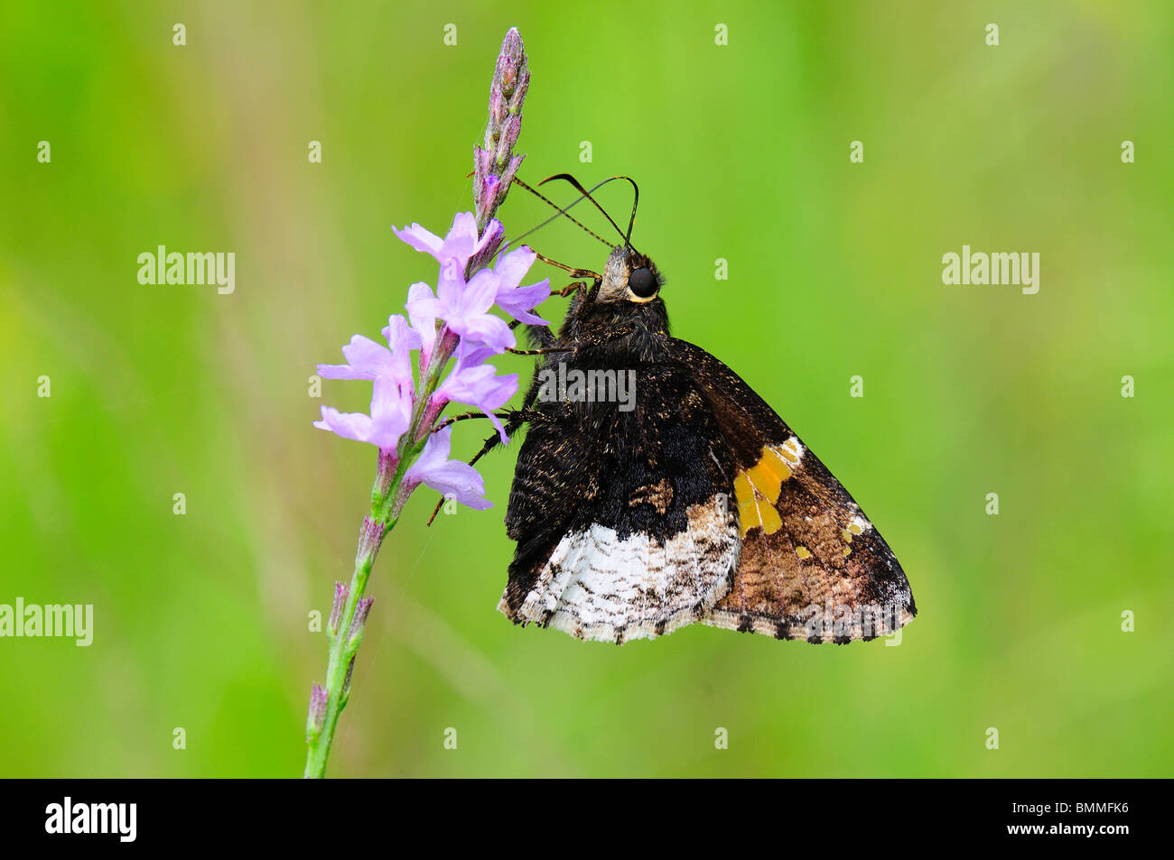 Hoary edge hi-res stock photography and images - Alamy