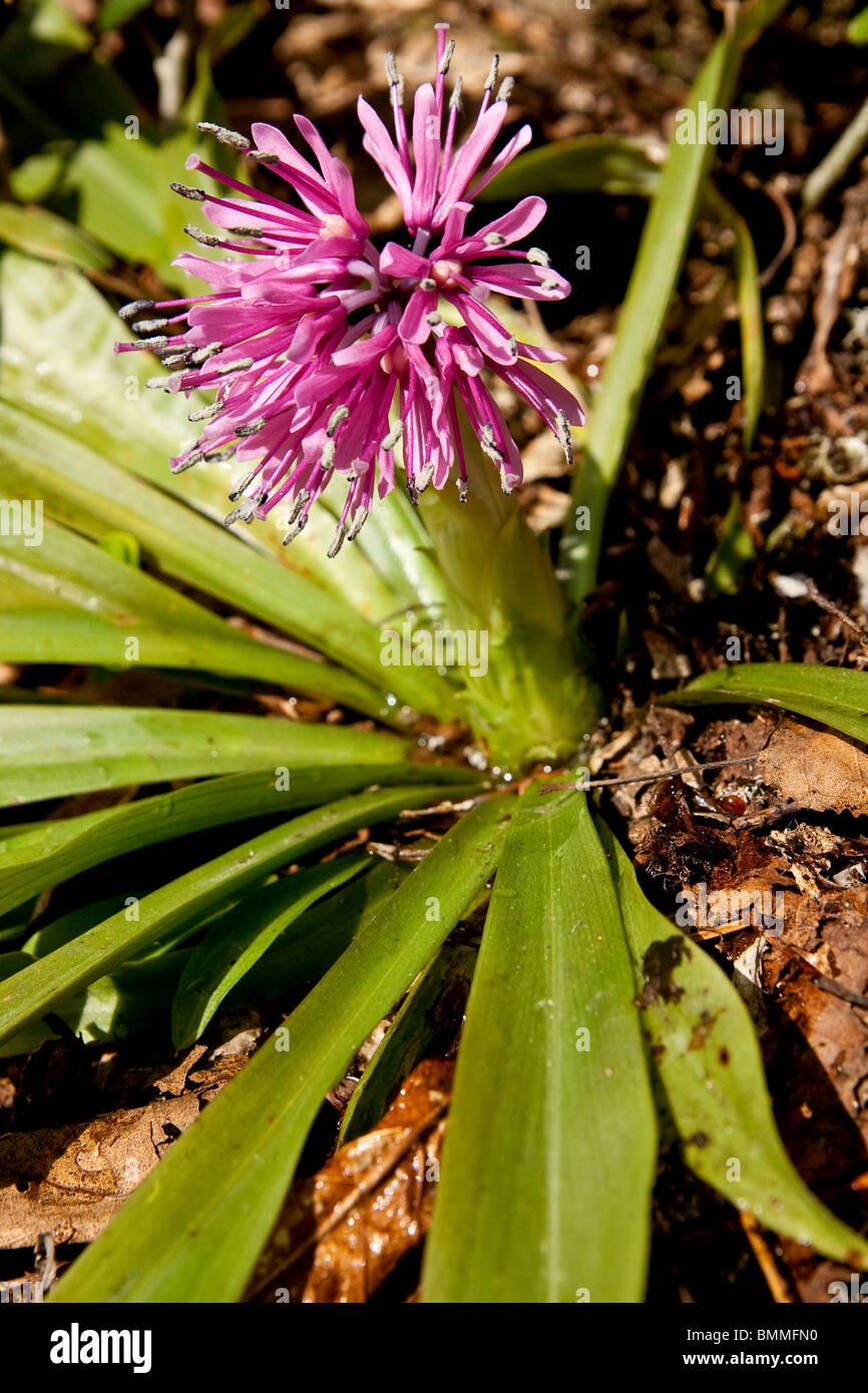 Swamp pink hi-res stock photography and images - Alamy