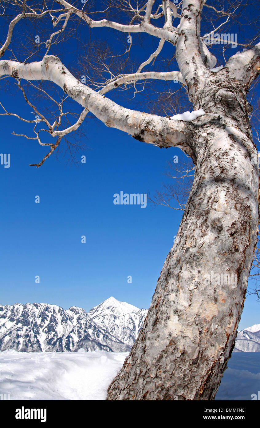 Japanese White Birch with the snow capped Mount Takatsuma ...
