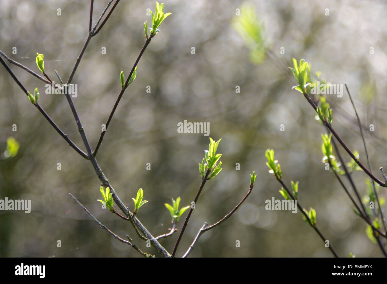 Breaking spring shoot hi-res stock photography and images - Alamy