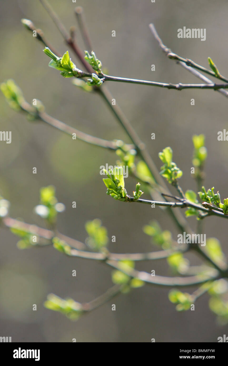 Breaking spring shoot hi-res stock photography and images - Alamy