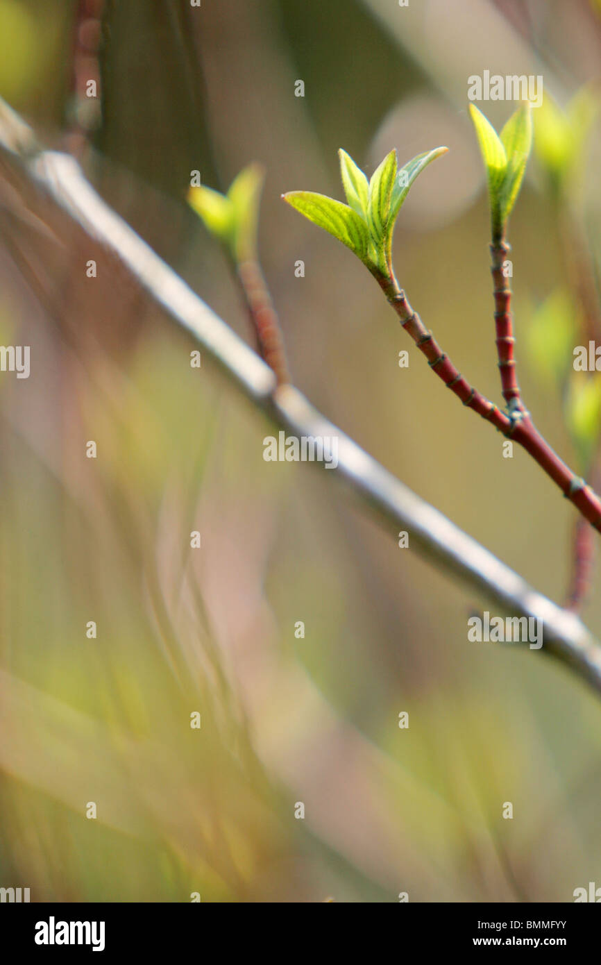 Developing shoots hi-res stock photography and images - Alamy