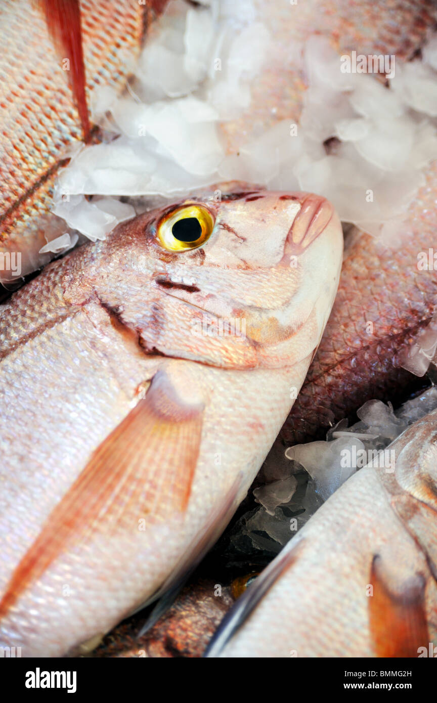 Fresh Red Snapper, market of Madeira, detail Stock Photo - Alamy