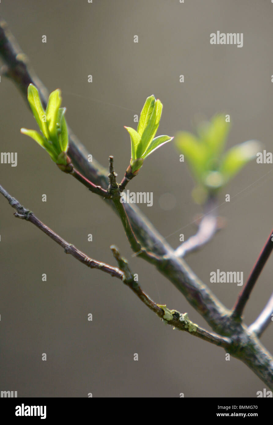 Breaking spring shoot hi-res stock photography and images - Alamy