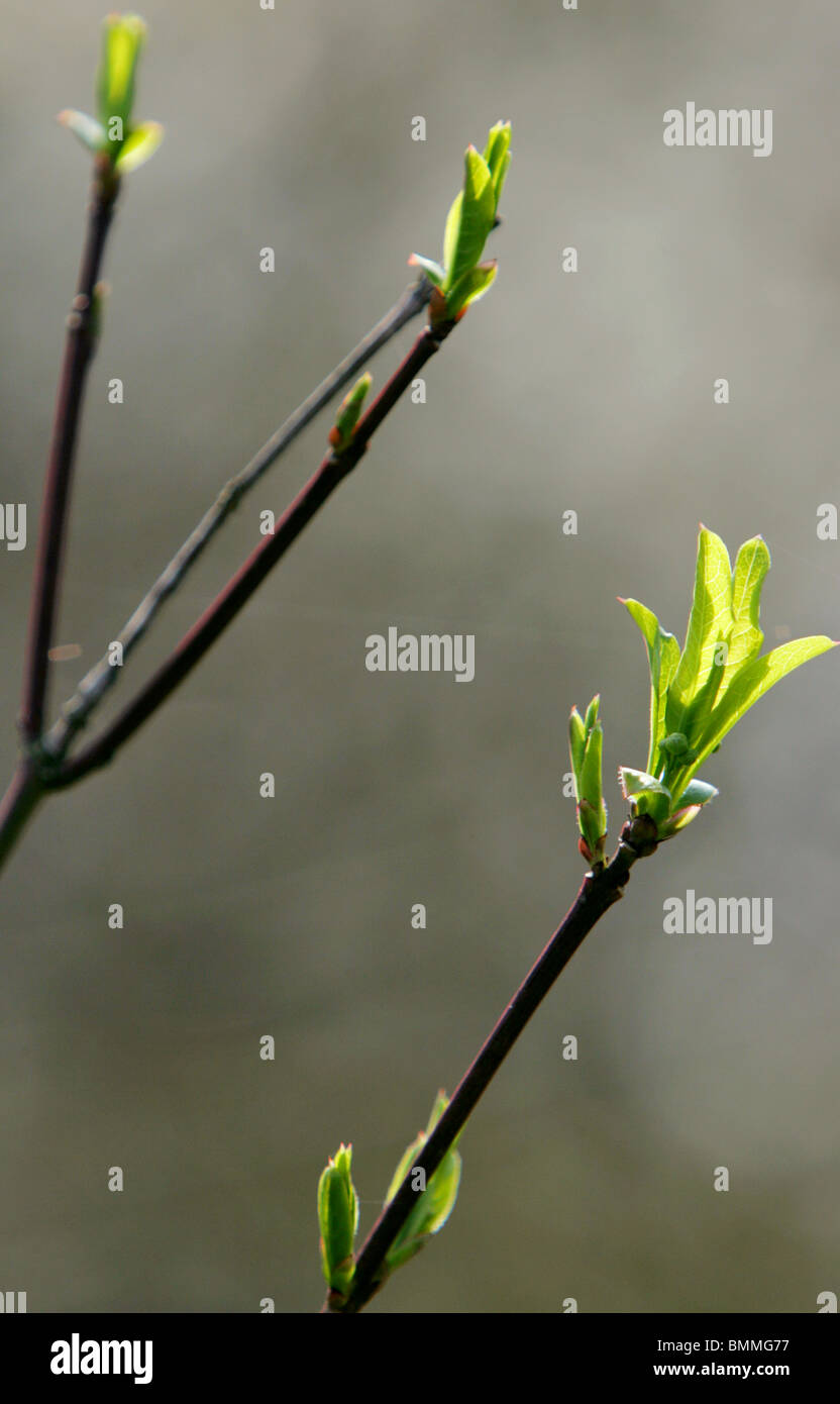 Breaking spring shoot hi-res stock photography and images - Alamy