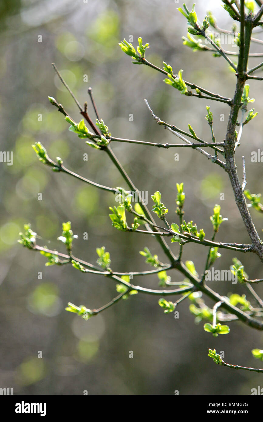 First green shoots hi-res stock photography and images - Alamy
