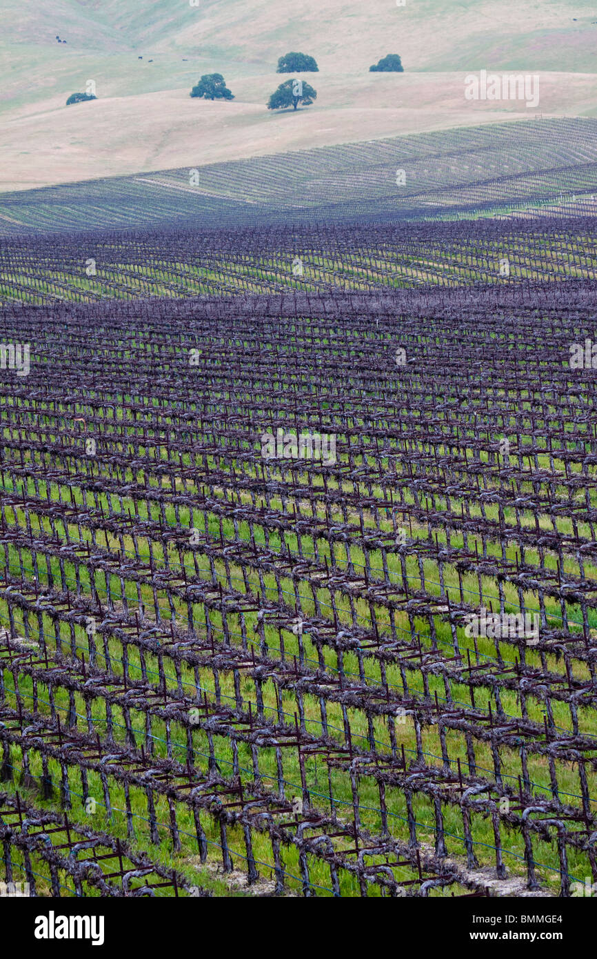 Rolling hills and trees hi-res stock photography and images - Alamy