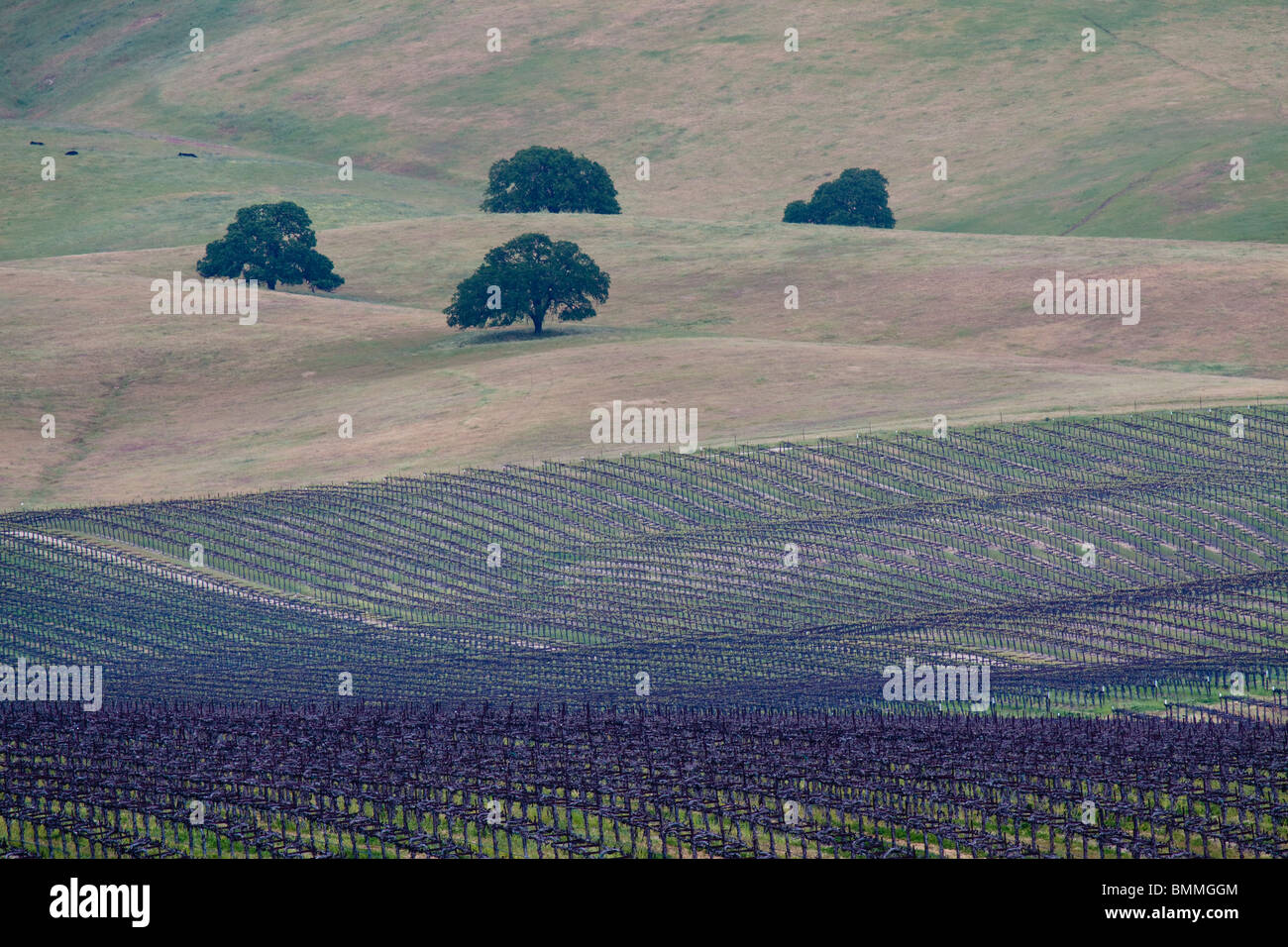 Rolling Hills And Trees Stock Photos & Rolling Hills And Trees Stock ...