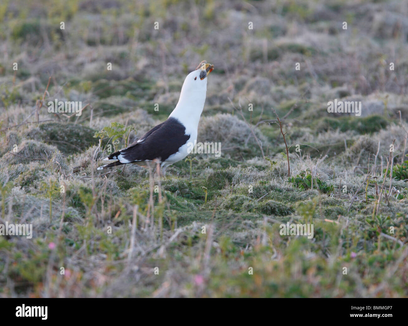 Great Blacked Backed Gull swallowing whole a Rabbit kill Stock Photo ...