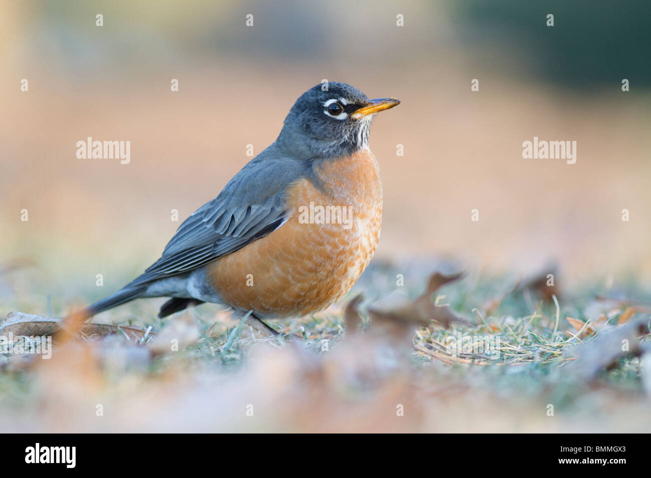Fat robin hi-res stock photography and images - Alamy