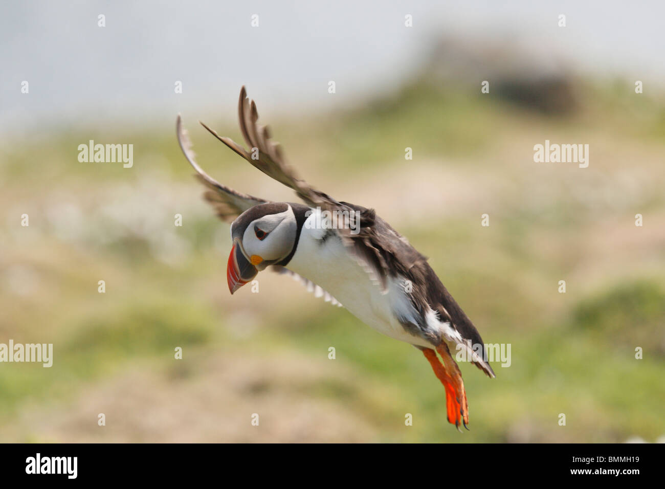 Atlantic Puffin in flight Stock Photo - Alamy