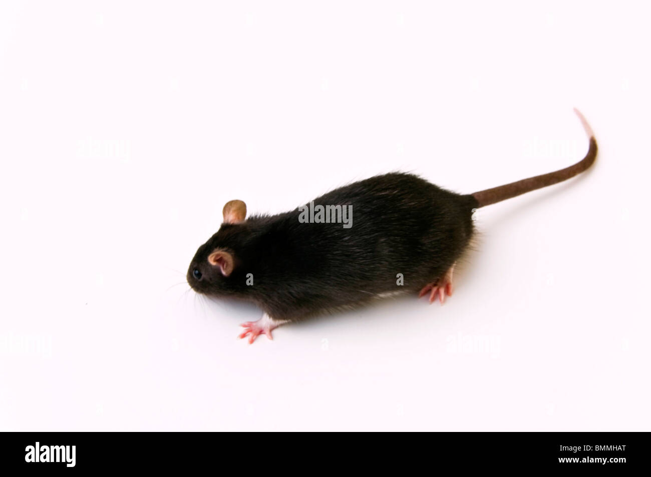 Rat Cut Out Stock Images & Pictures - Alamy