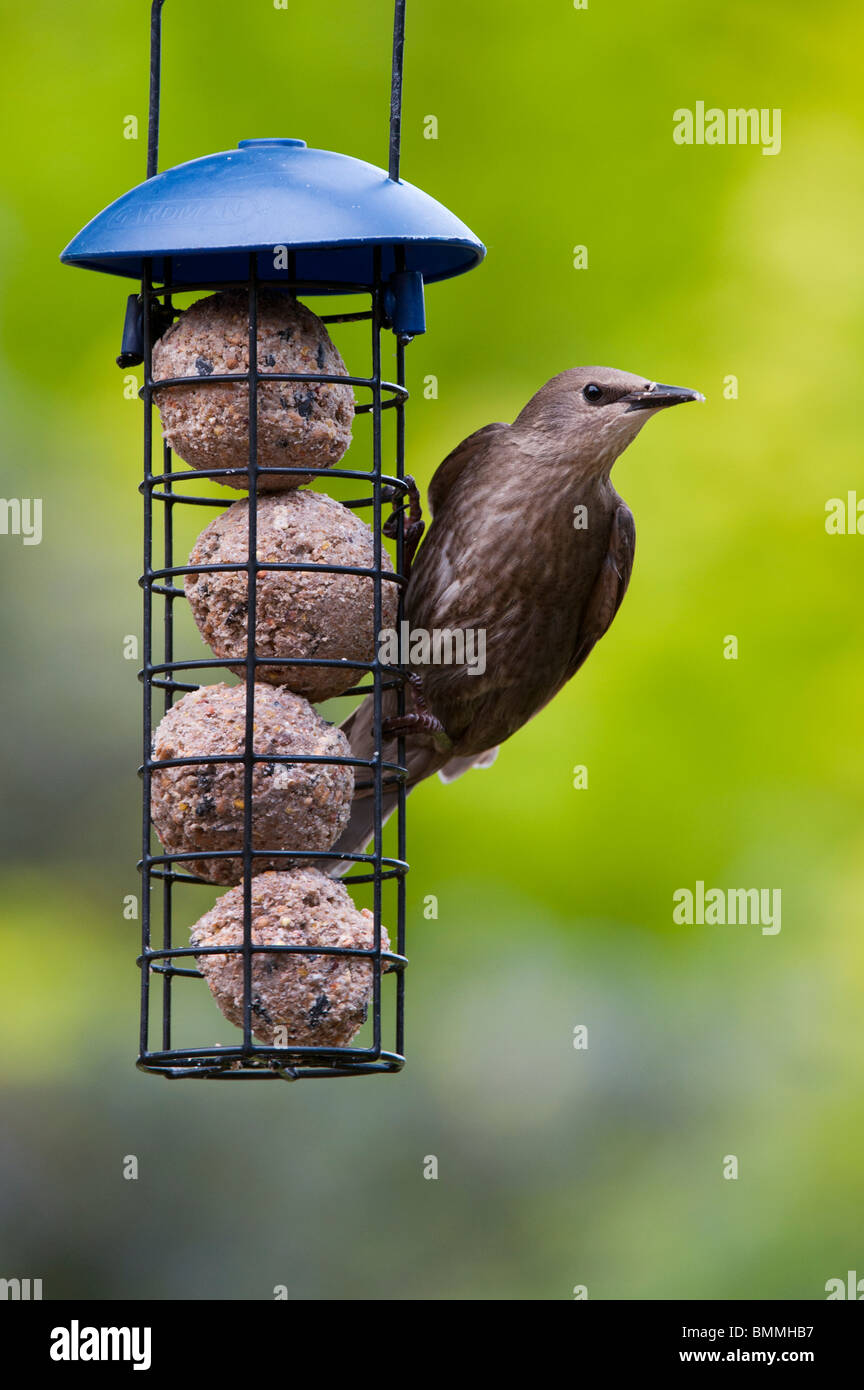Spotted ball hi-res stock photography and images - Alamy