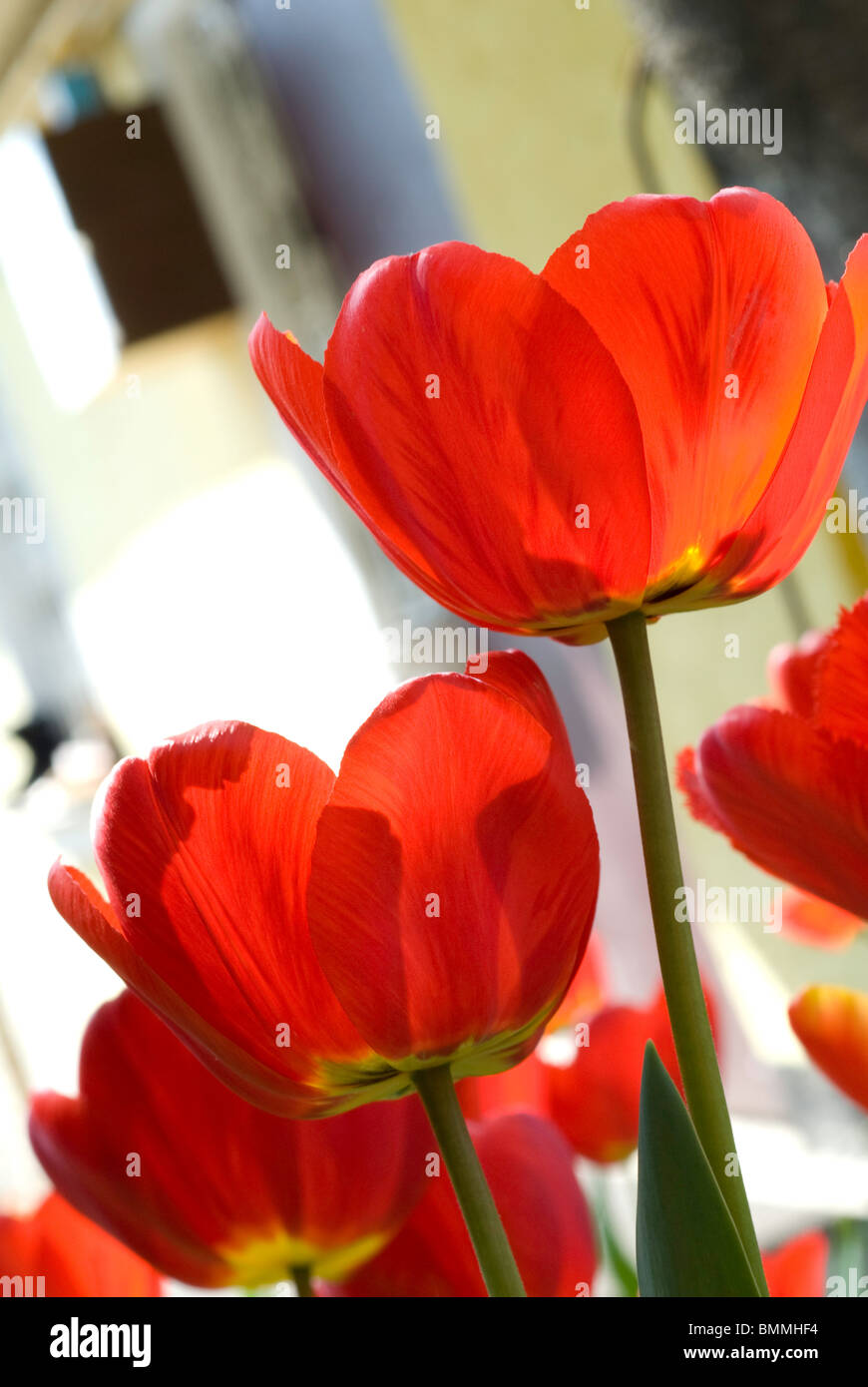 Spring seasons hi-res stock photography and images - Alamy