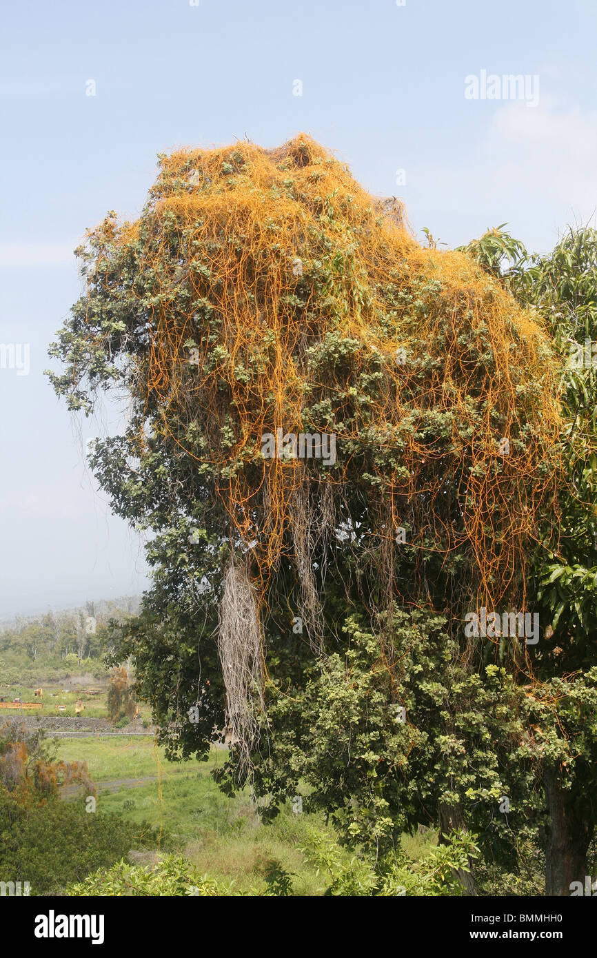 Dodder (Cuscuta sp Stock Photo - Alamy