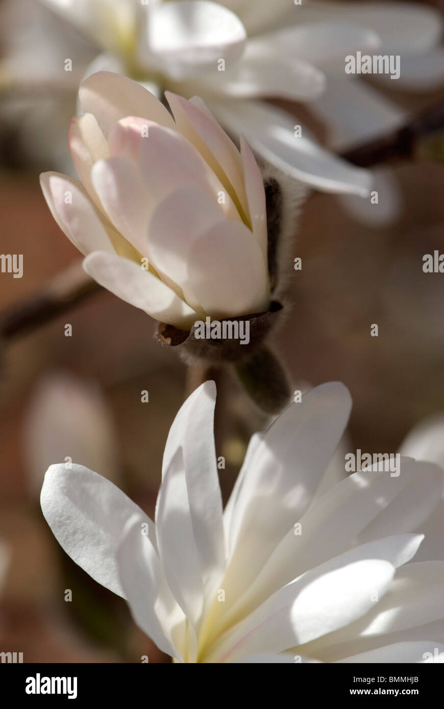 Early magnolia hi-res stock photography and images - Alamy