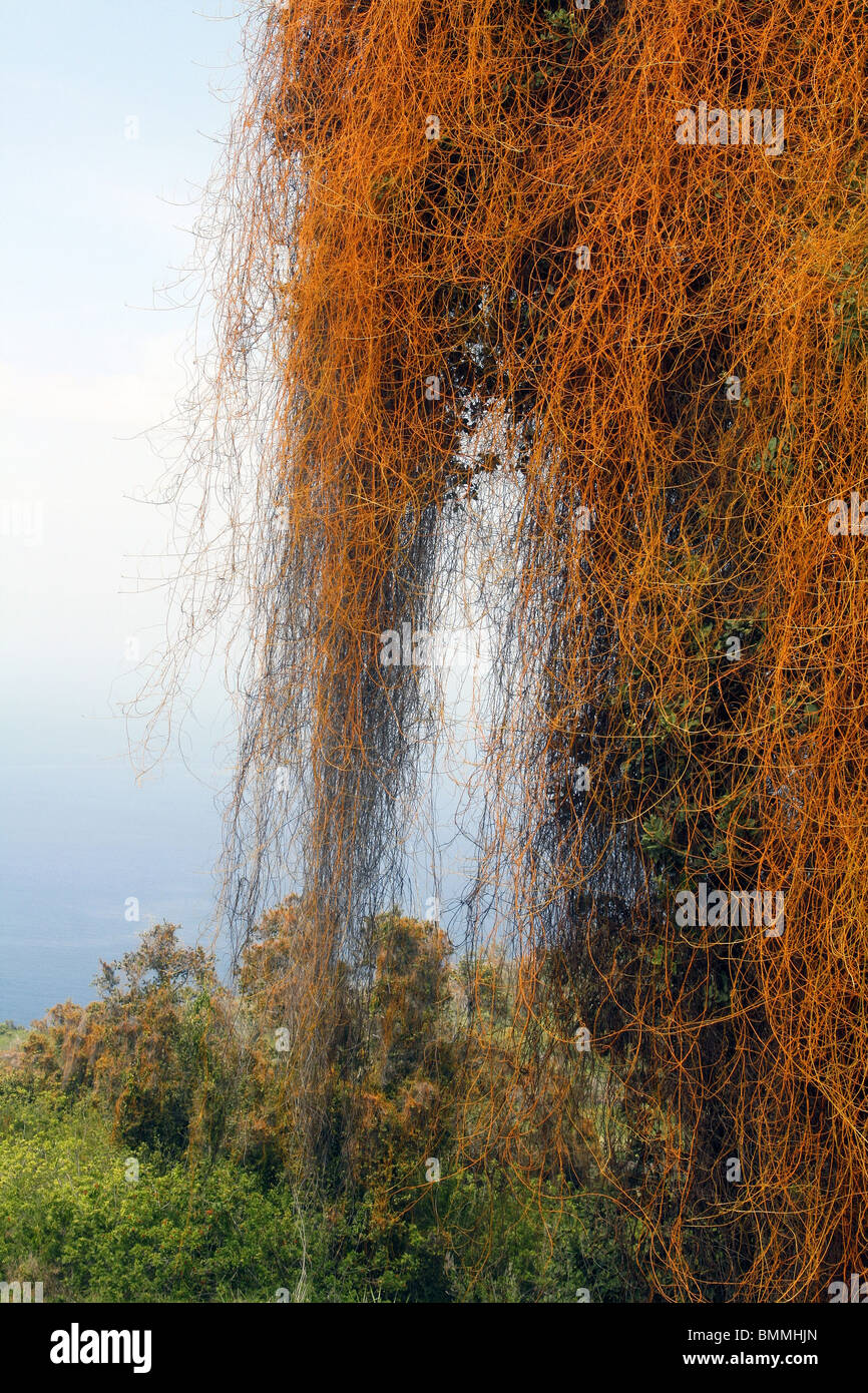 Dodder (Cuscuta sp Stock Photo - Alamy