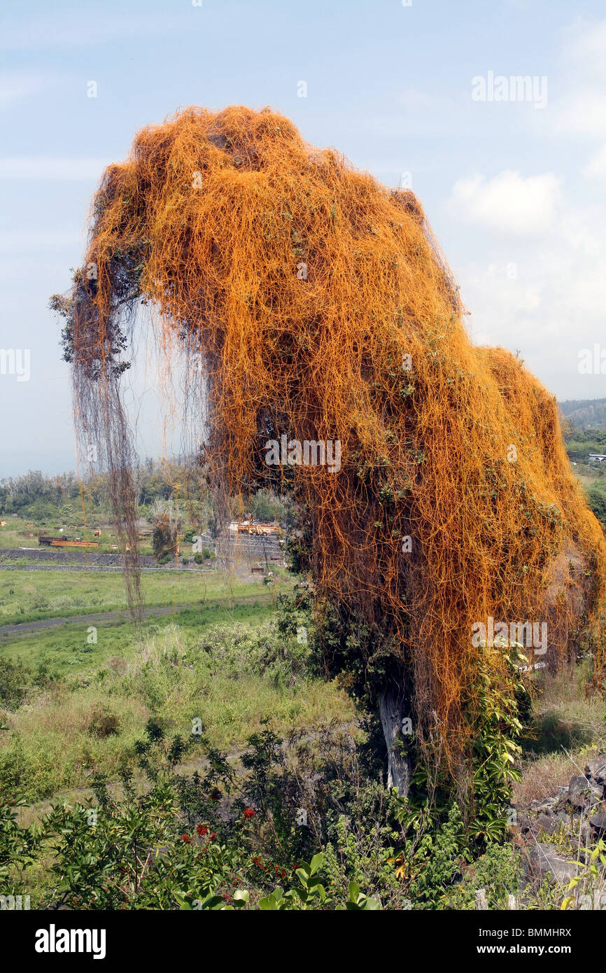 Dodder (Cuscuta sp Stock Photo - Alamy
