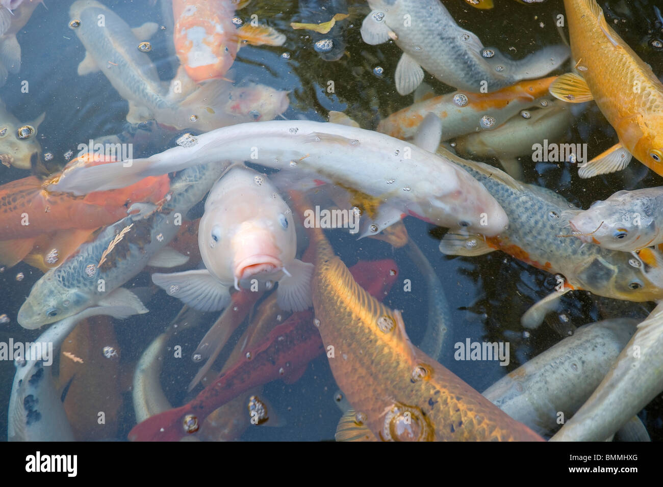 Carps carp fish Japan hunger pile water Japanese garden storage ...