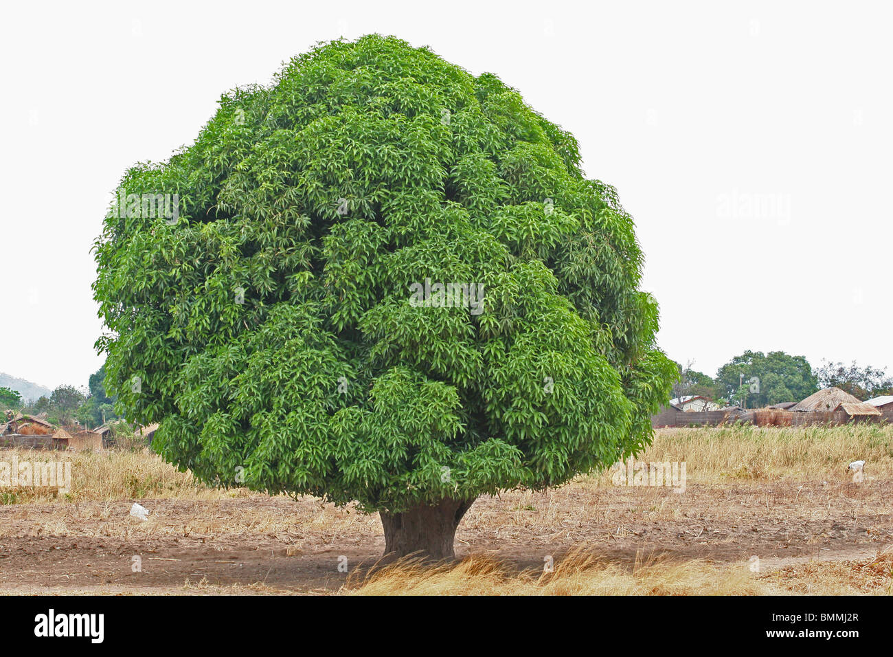 Mango tree in an African village Stock Photo - Alamy