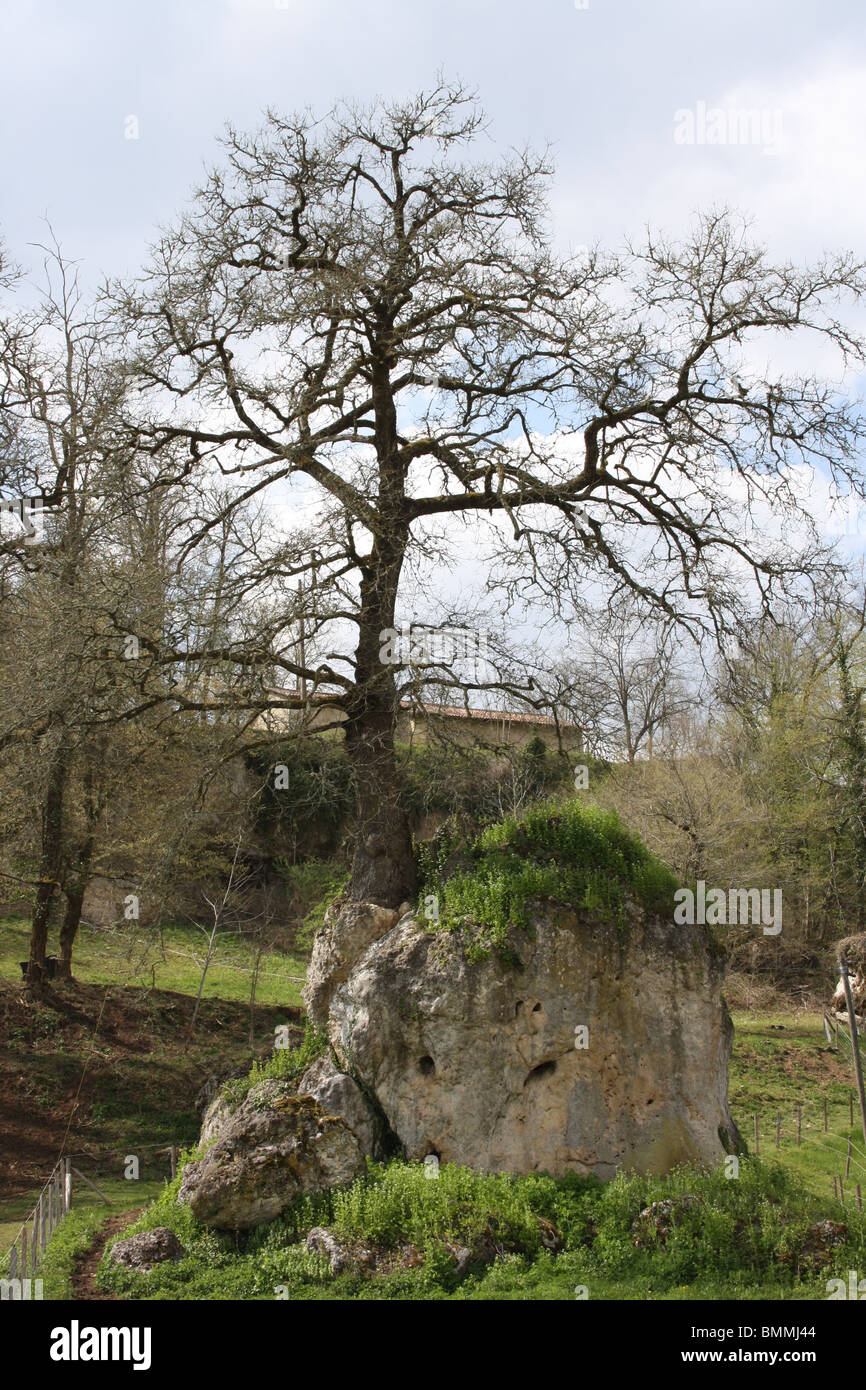 Tree growing out of rock hi-res stock photography and images - Alamy