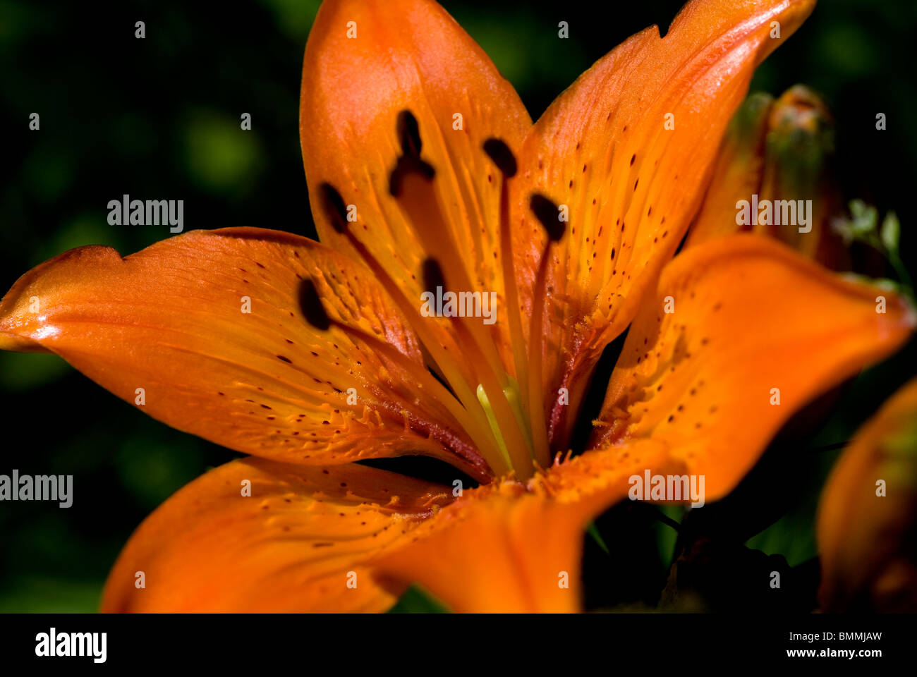 orange lily in a garden Stock Photo - Alamy