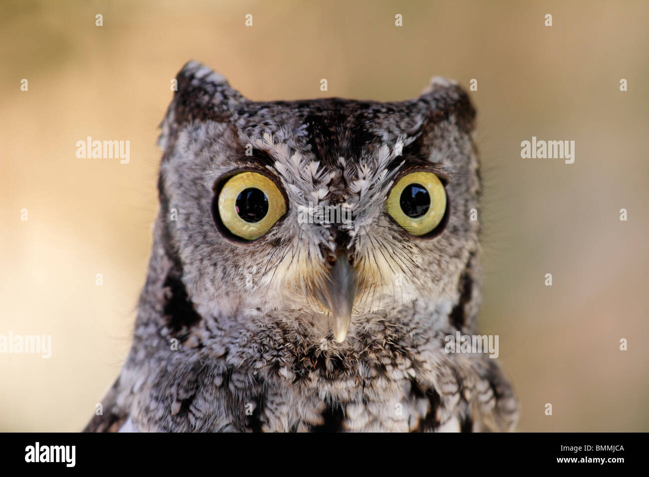 Owl with beak open hi-res stock photography and images - Alamy