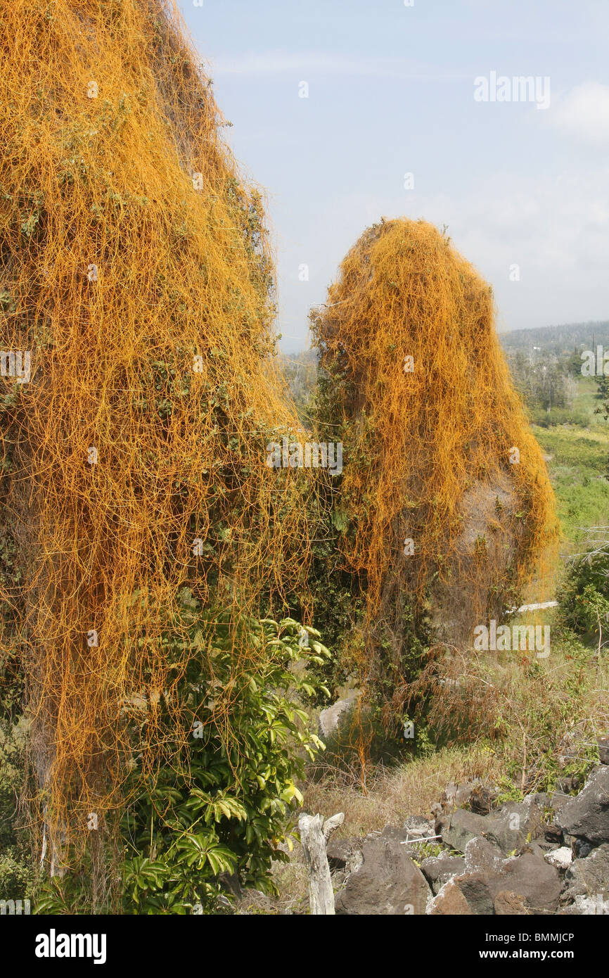 Dodder (Cuscuta sp Stock Photo - Alamy