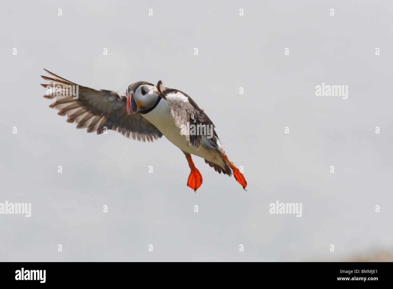 Atlantic Puffin in flight Stock Photo - Alamy