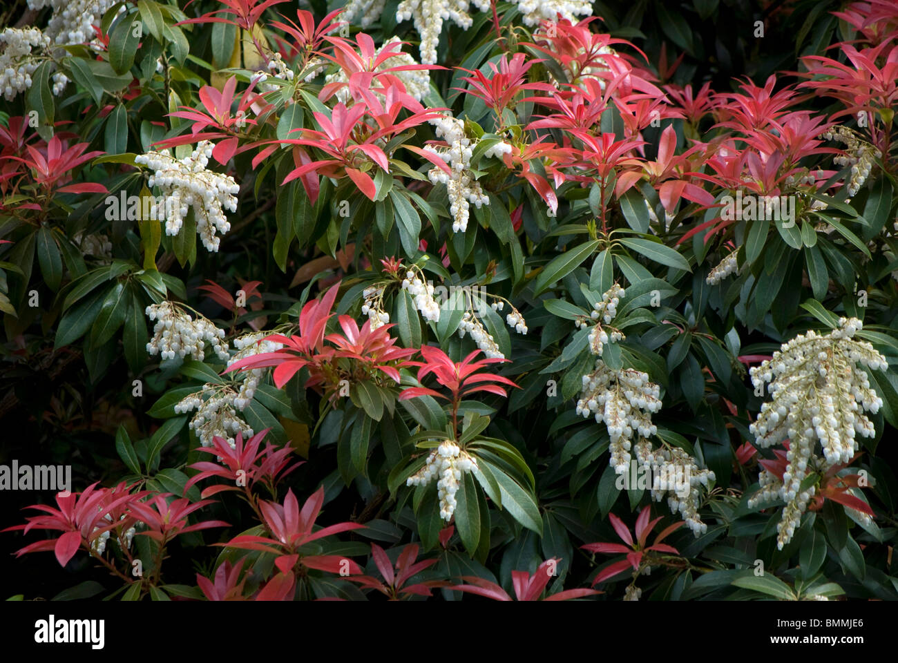 A pieris bush in flower Stock Photo - Alamy